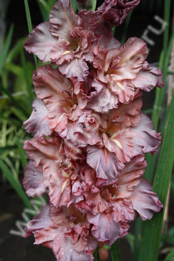 Главная | Магазин EXOTFLOWERS